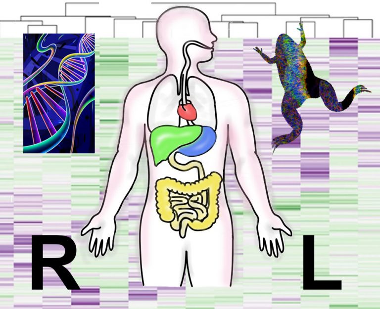 Nascone-Yoder Lab – The Nascone-Yoder lab is interested in how internal ...